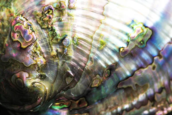 Inside Of Abalone Shell