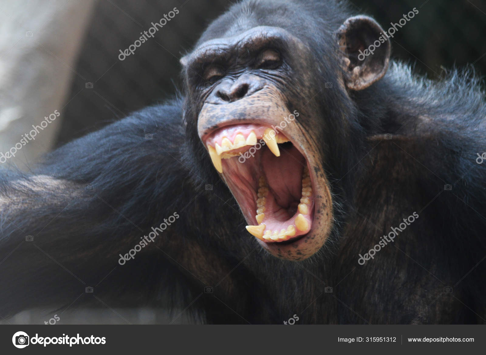 Chimpanzee Angry