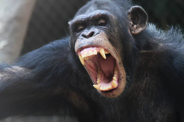 90 Angry chimp Pictures, Angry chimp Stock Photos & Images | Depositphotos®