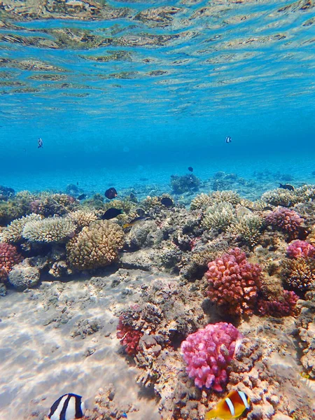 Coral reefs in the maldives Stock Photos, Royalty Free Coral reefs in ...