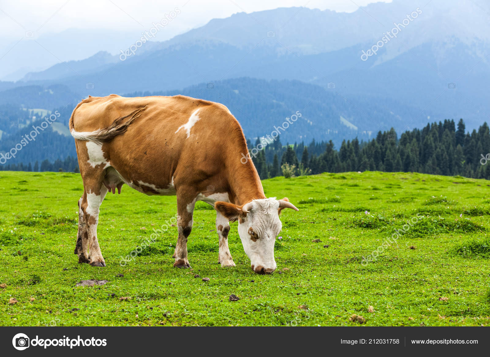 Dairy Cow Eating Grass