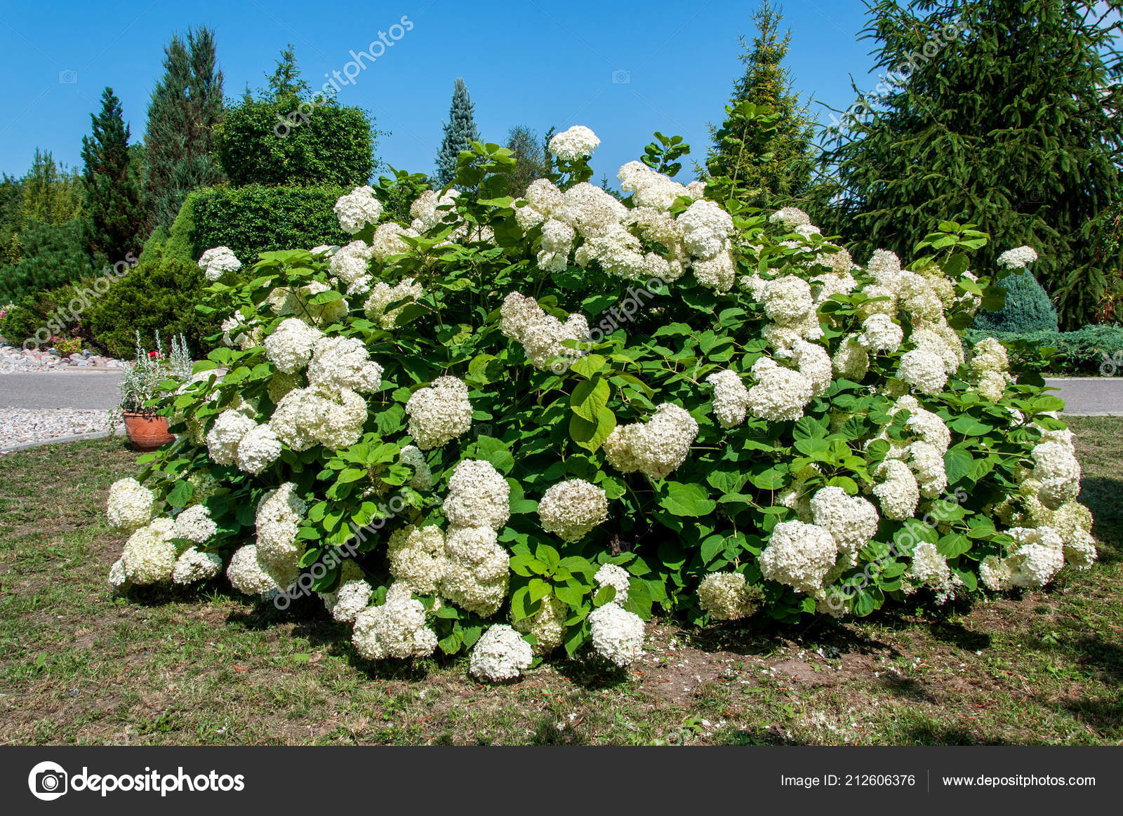 White Hydrangea Bush