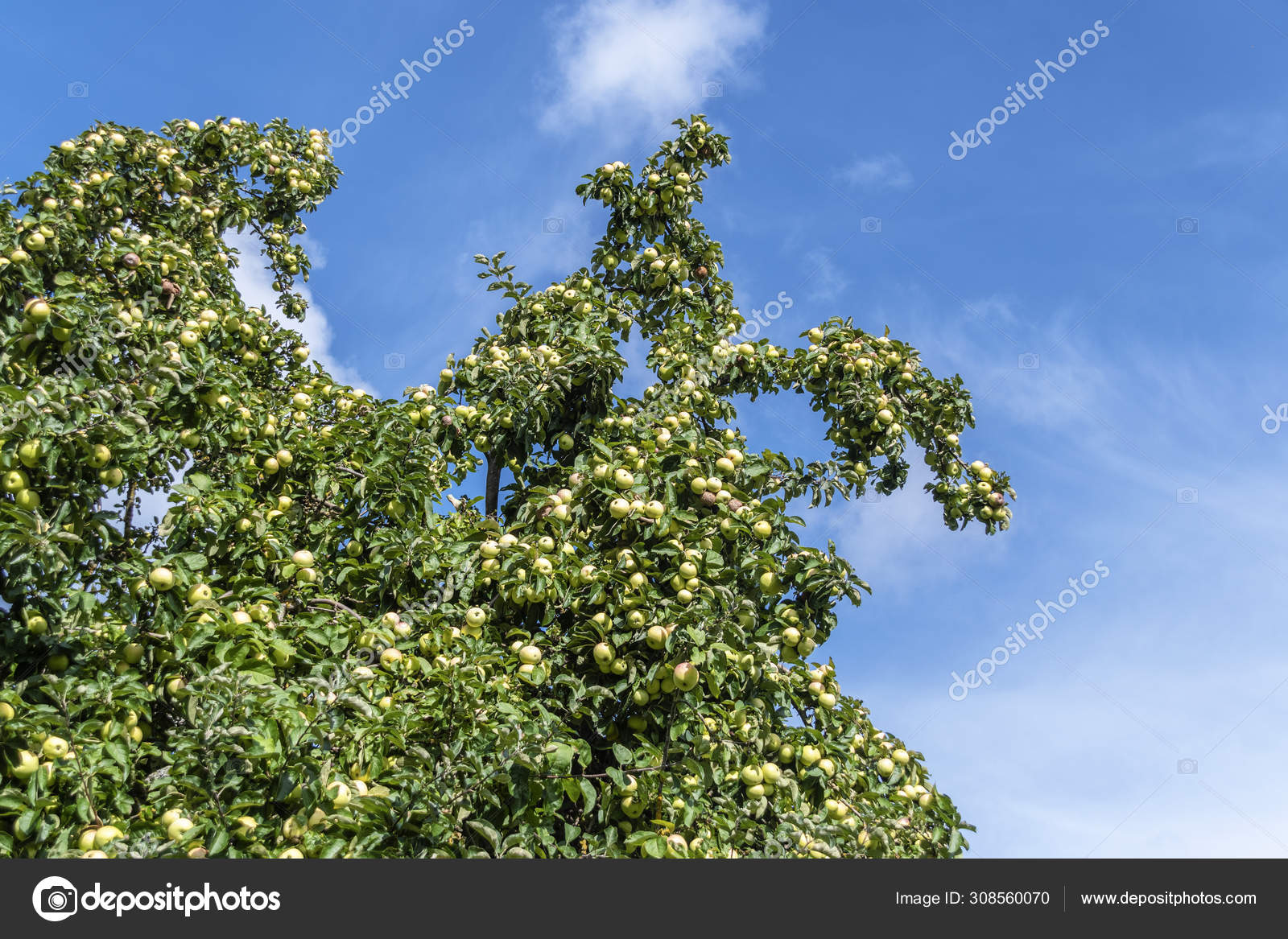 Apple trees with blue sky and clouds Stock Photo by ©Katkov 308560070