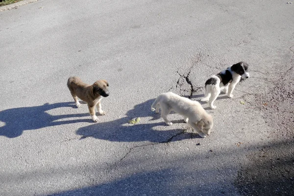 Old man walking dogs Stock Photos, Royalty Free Old man walking dogs ...