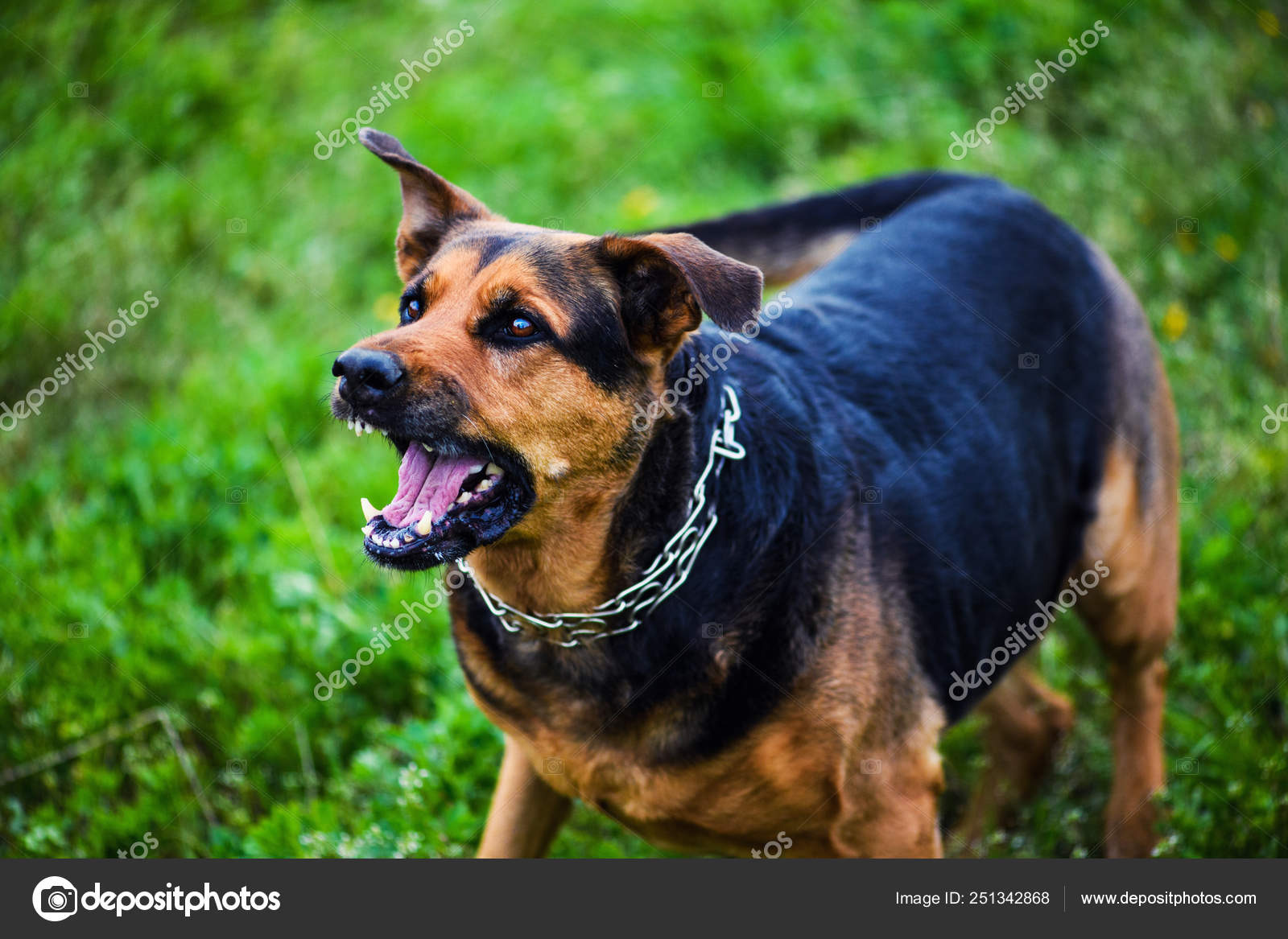 Fotos De Perros Enojados Insoportables: Estas Son Las 3 Razas De