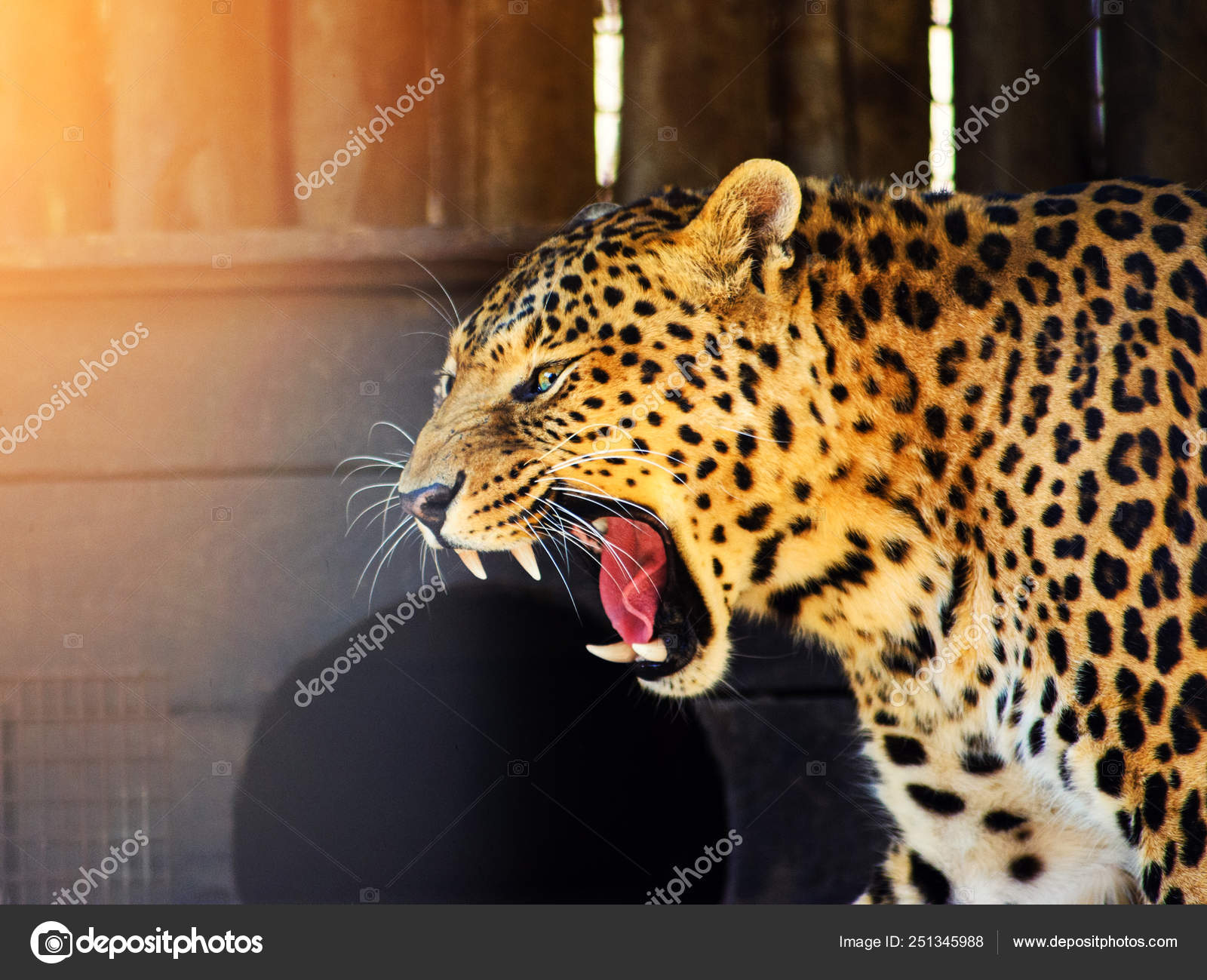 Angry leopard Stock Photo by ©yulia-zl18 251345988