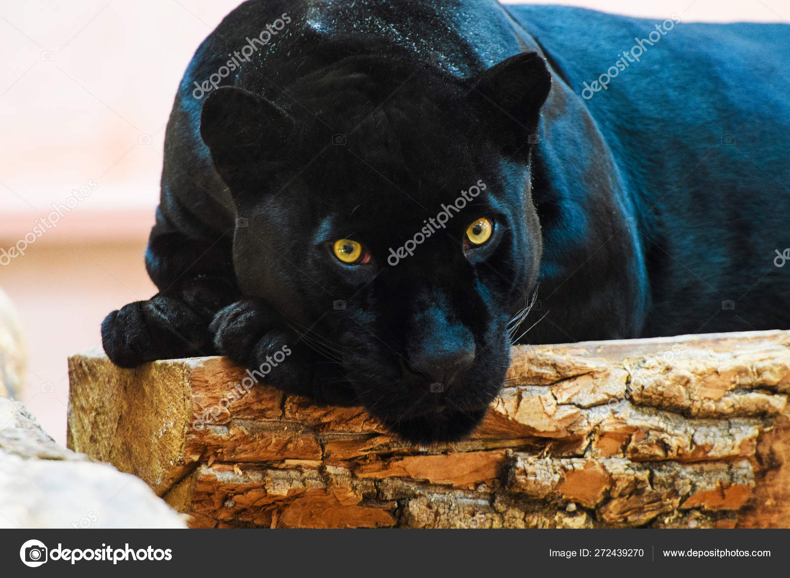 Black Panther — Stock Photo © yulia-zl18 #272439270