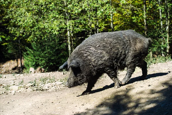 A boar crosses the road Stock Photos, Royalty Free A boar crosses the ...