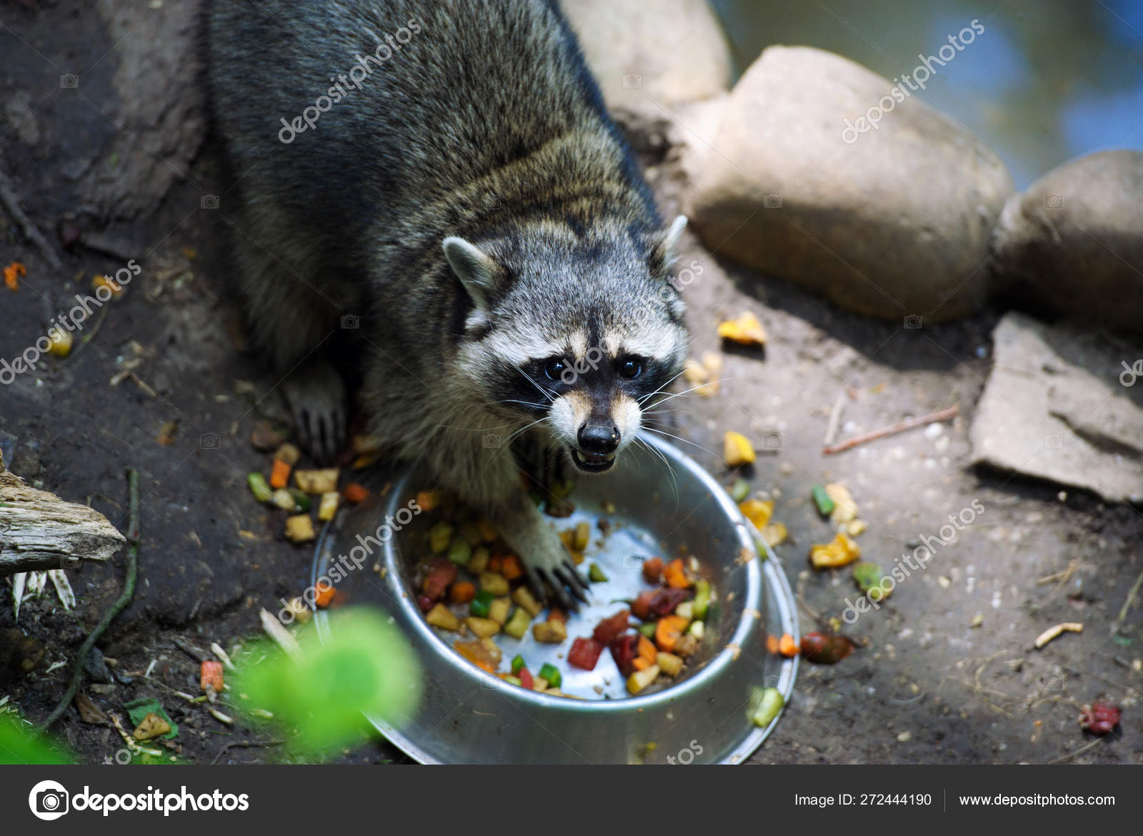 Raccoon — Stock Photo © yulia-zl18 #272444190