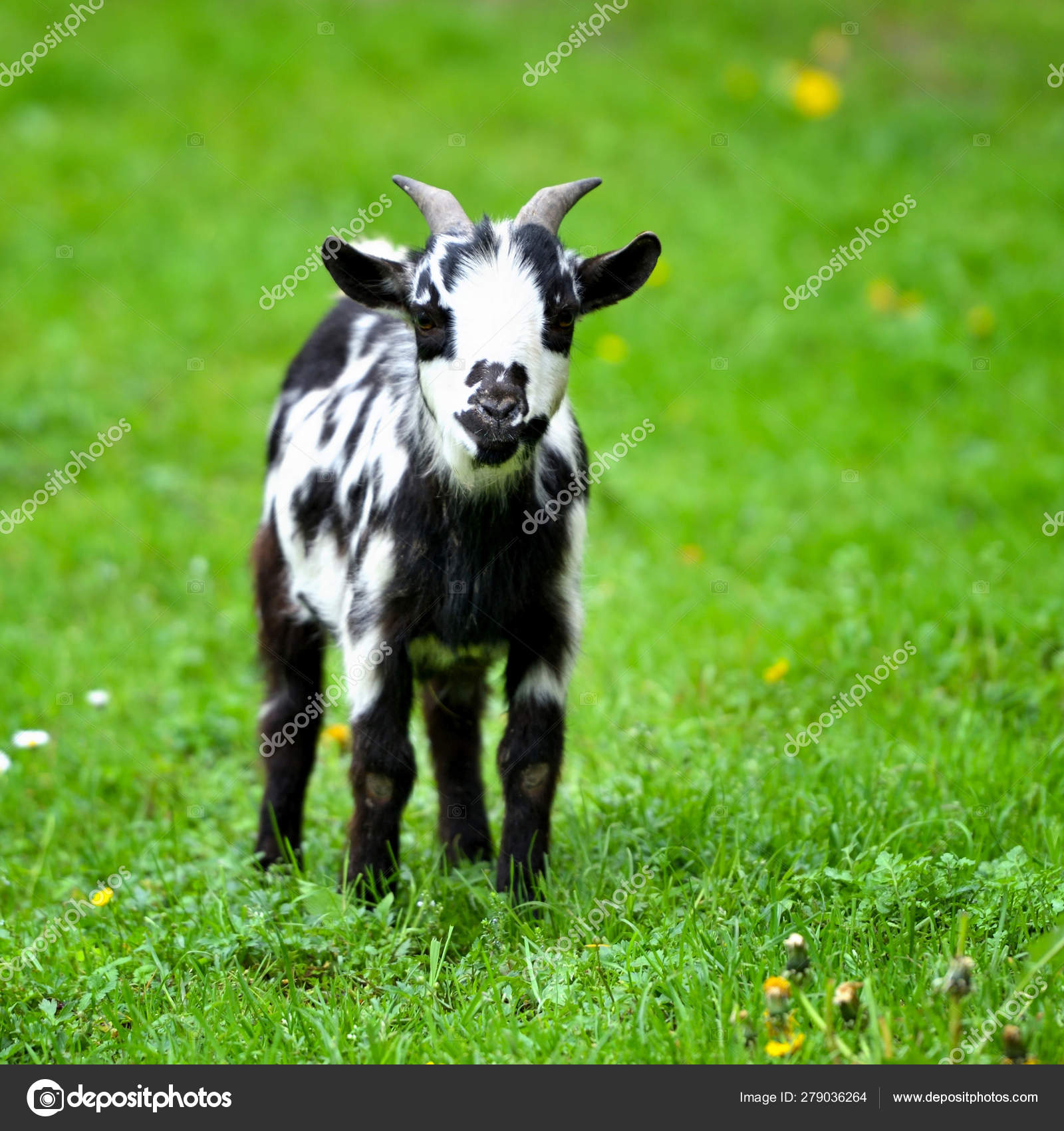 Baby Berggeit Baby Geit Die Op De Weide Loopt Geitenjongen Die