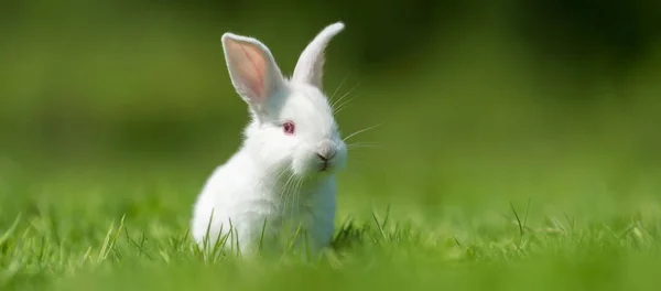 Little white rabbit on green grass in summer day - Stock Image - Everypixel
