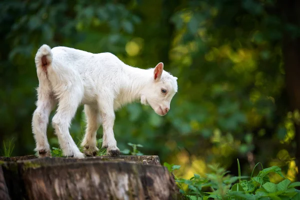 Goats on trees Stock Photos, Royalty Free Goats on trees Images ...