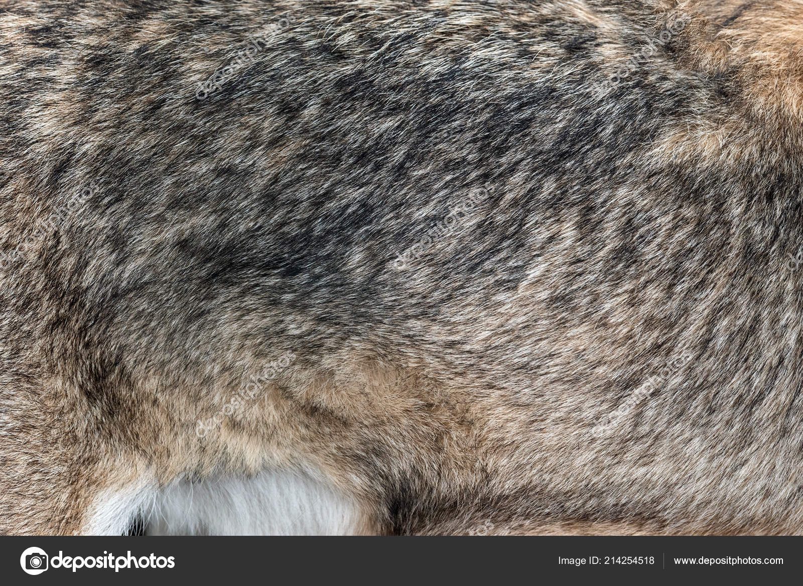 Closeup Real Wolf Skin Texture Wolf Fur Background Texture Image Stock ...