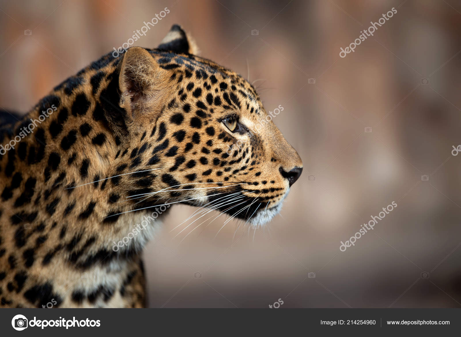 Close Young Leopard Portrait — Stock Photo © VolodymyrBur #214254960