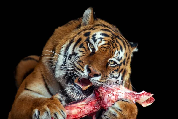 Tiger eat meat Stock Photos, Royalty Free Tiger eat meat Images ...