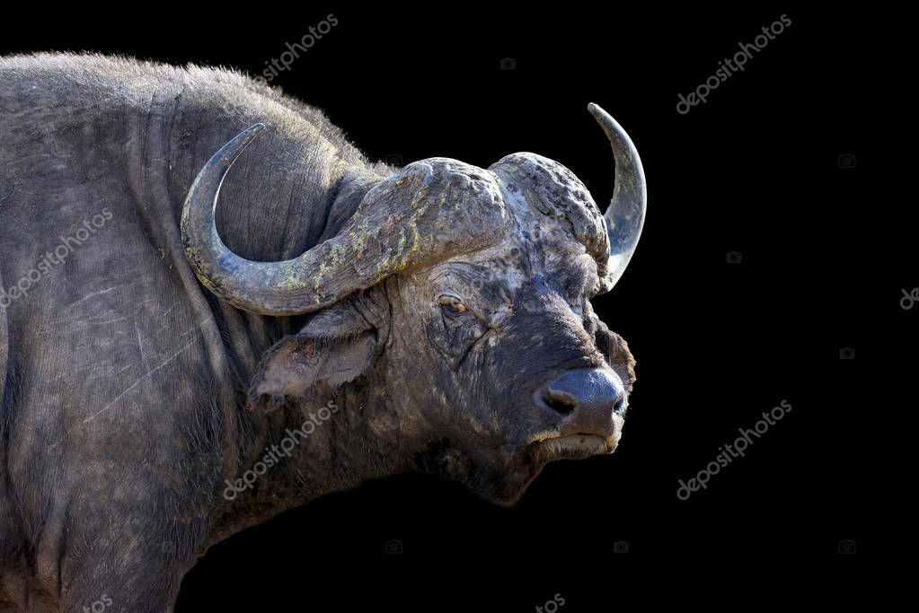 Toro salvaje de búfalo africano sobre fondo negro 2024