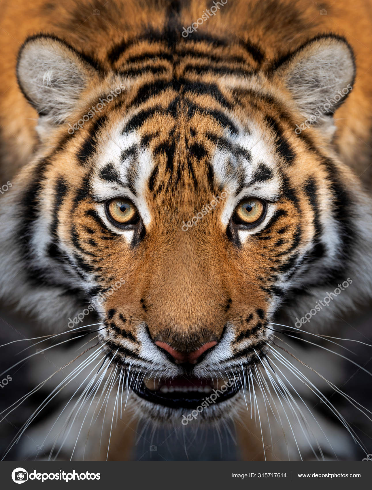 시베리아 호랑이 얼굴 프로필