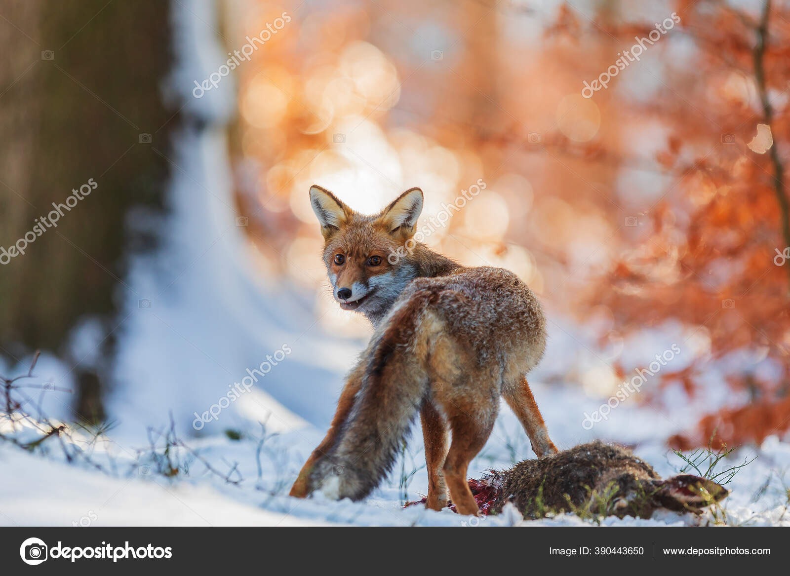 Red Fox Vulpes Vulpes Turns Backwards Stands Dead Hare Forest Stock ...