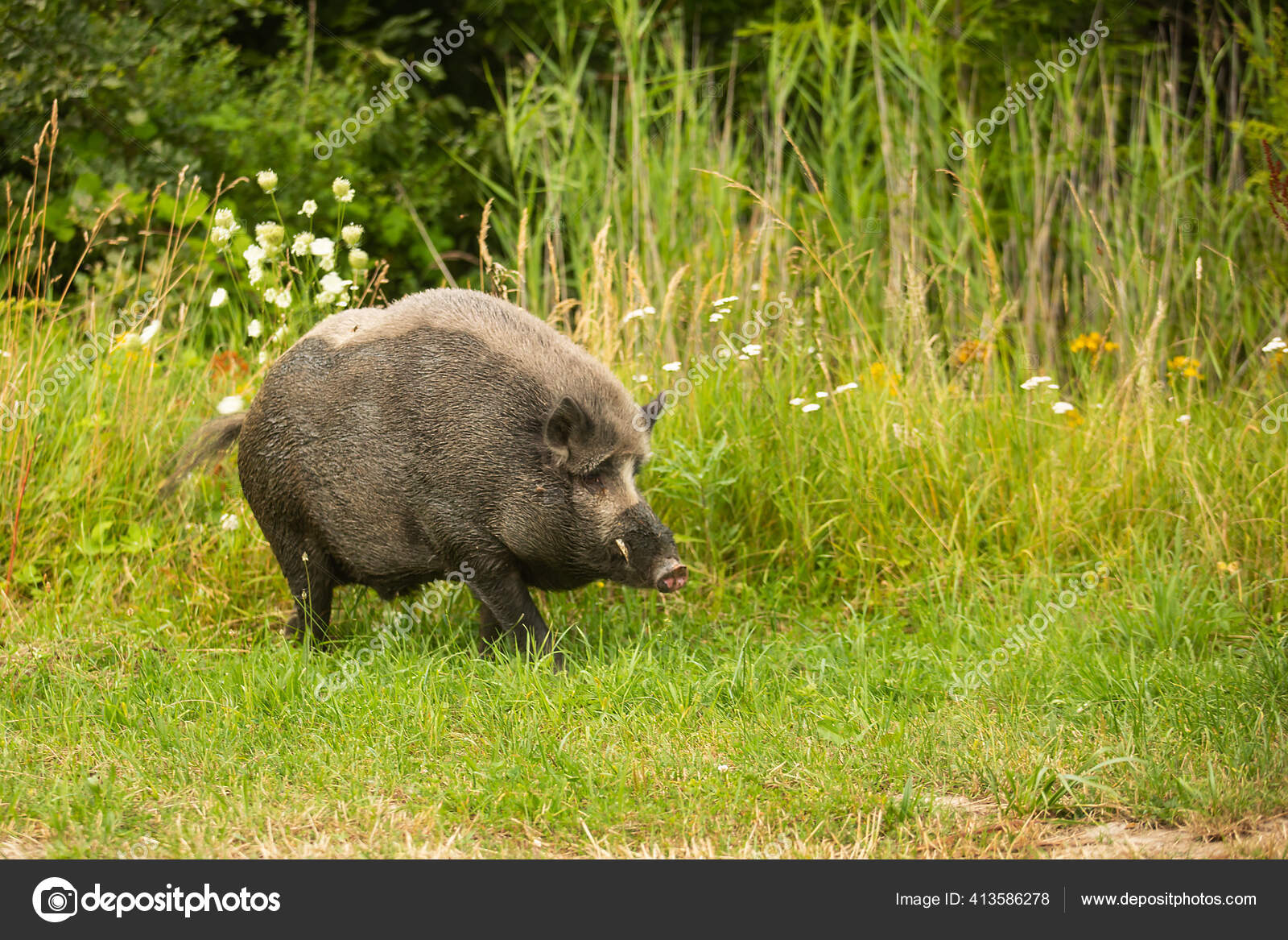 Wild Boar Sus Scrofa Male Meadow Front Forest Thickets — Stock Photo ...