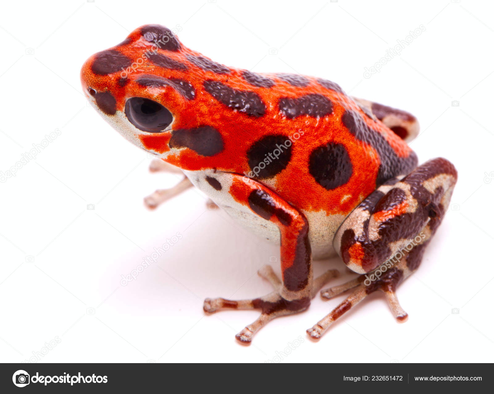 Red Striped Poison Dart Frog