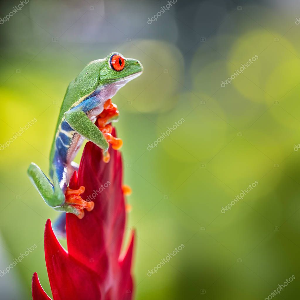 rana arborícola de ojos rojos trepando en la selva tropical de América ...