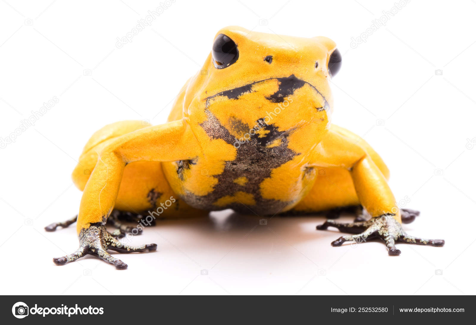 Amazon Poison Dart Frog