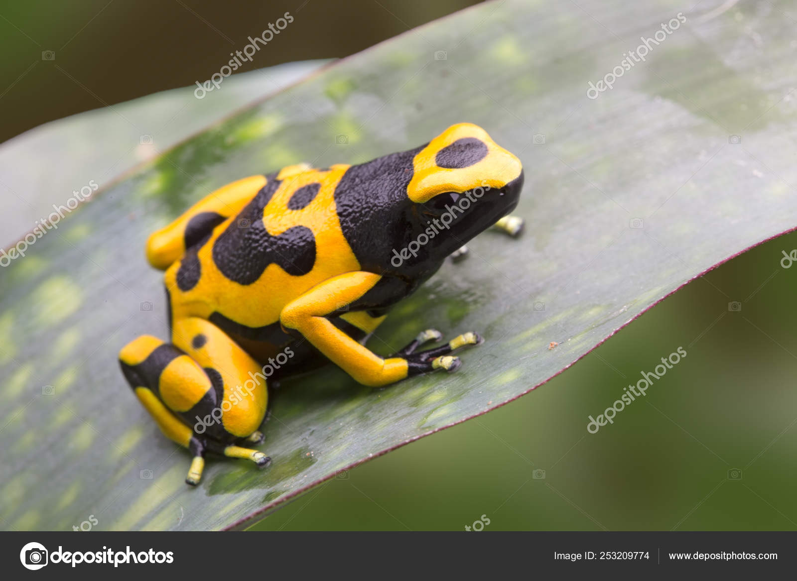 Amazon Poison Dart Frogs