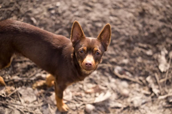 Red kelpie Stock Photos, Royalty Free Red kelpie Images | Depositphotos