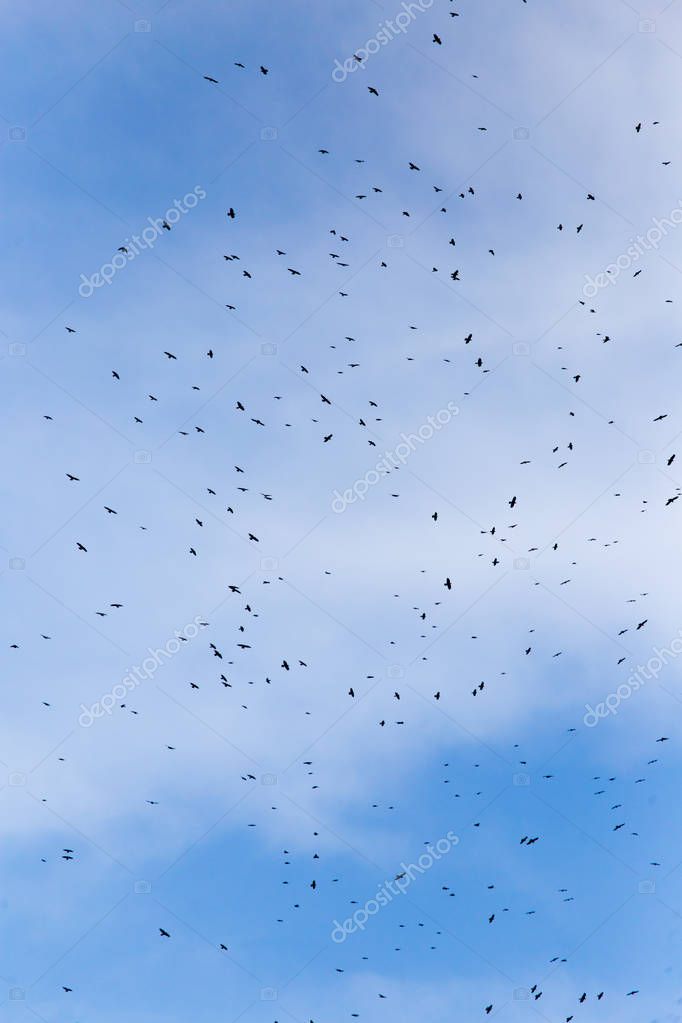 Una bandada de cuervos en un cielo azul 2022