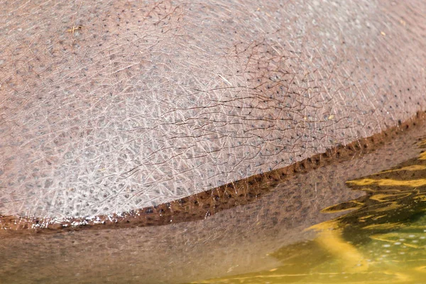 Hippo skin Stock Photos, Royalty Free Hippo skin Images | Depositphotos®
