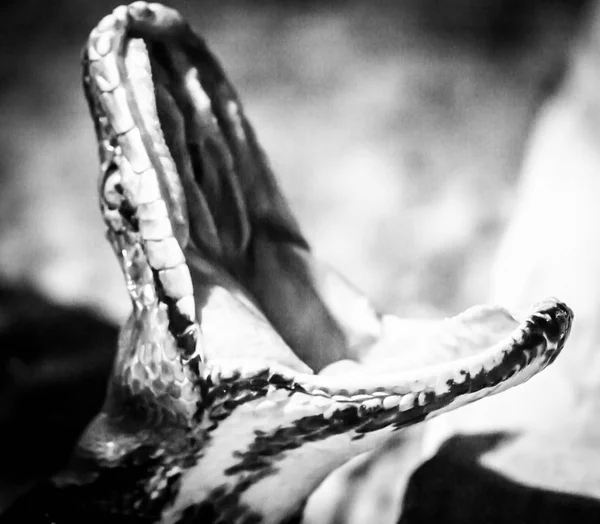 3,735 Boa constrictor Stock Photos | Free & Royalty-free Boa ...