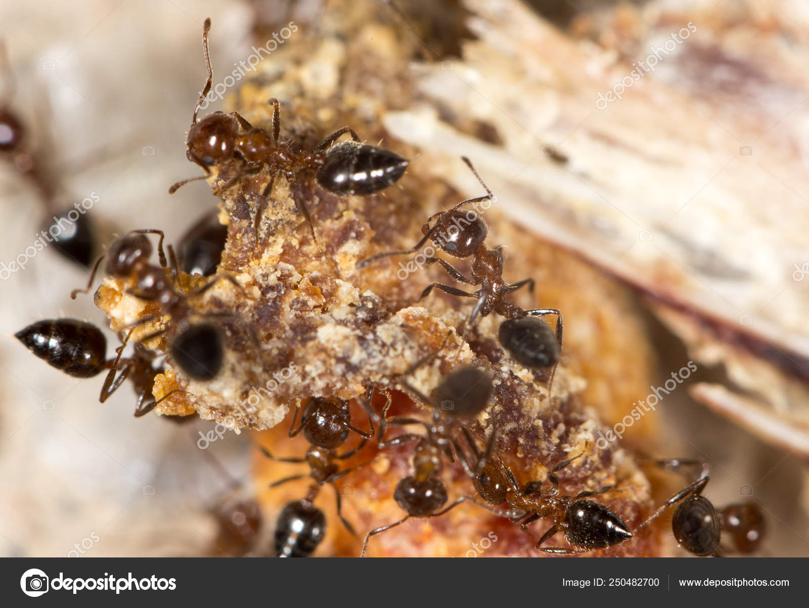 Ants eat fish. close Stock Photo by ©schankz 250482700