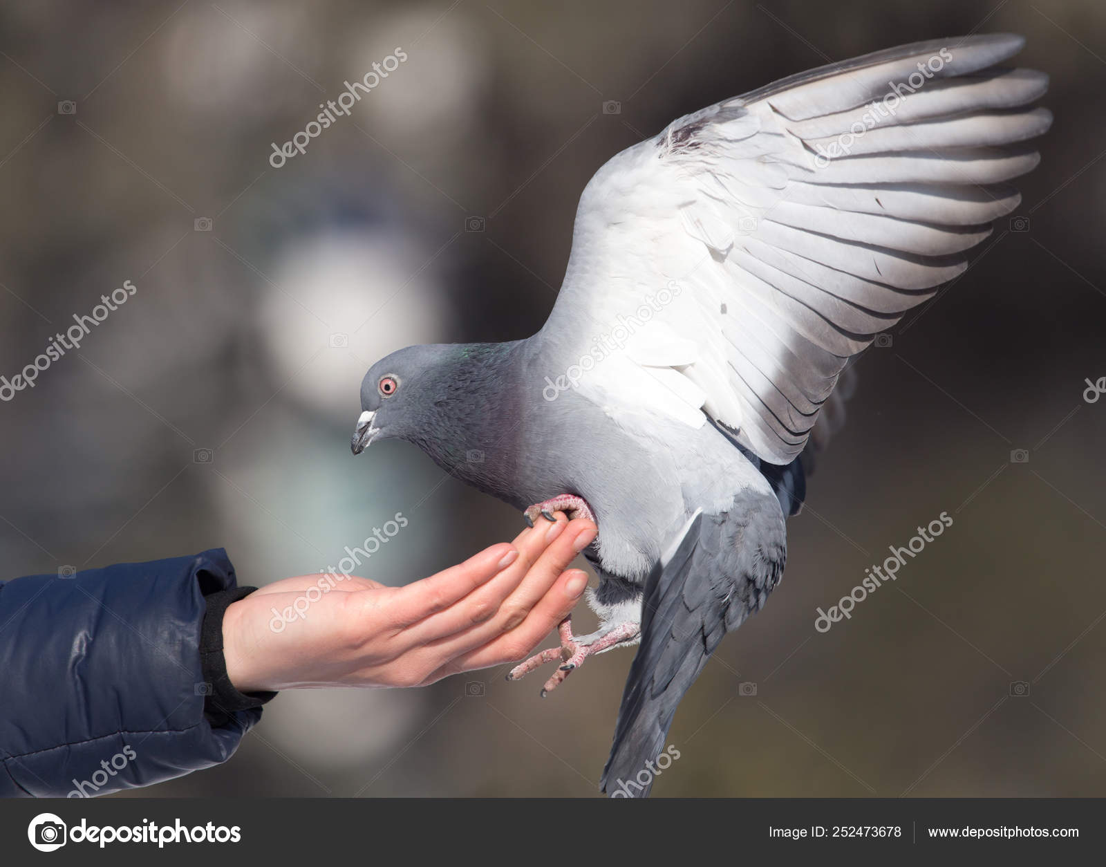 Pigeon on the hand on nature Stock Photo by ©schankz 252473678