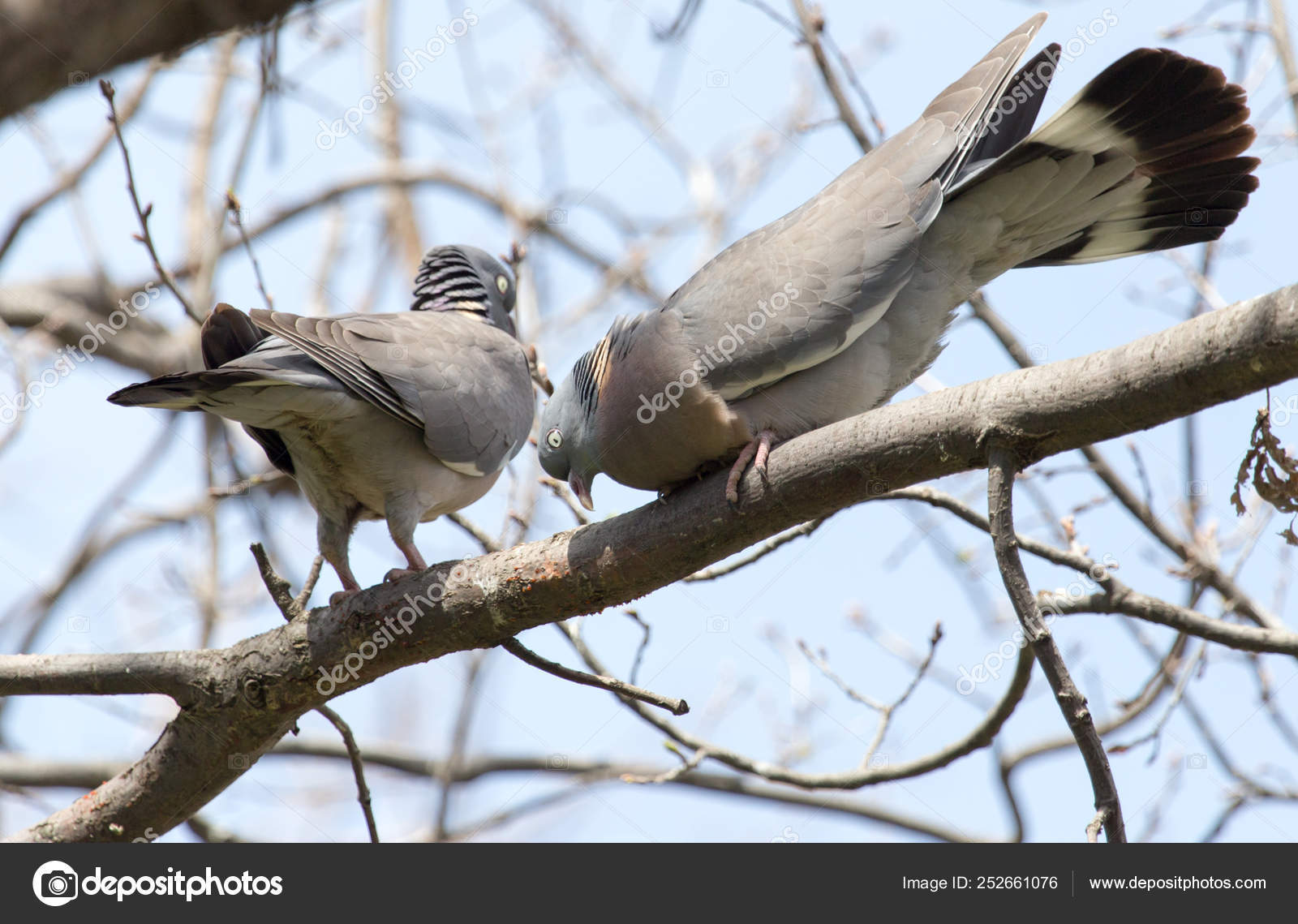 Two doves in love on the tree in nature — Stock Photo © schankz #252661076