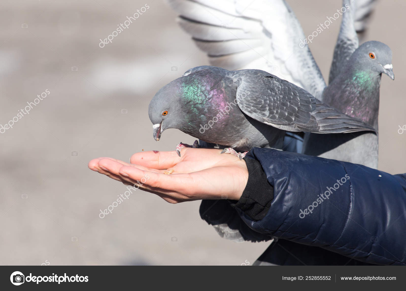 Pigeon on the hand on nature — Stock Photo © schankz #252855552
