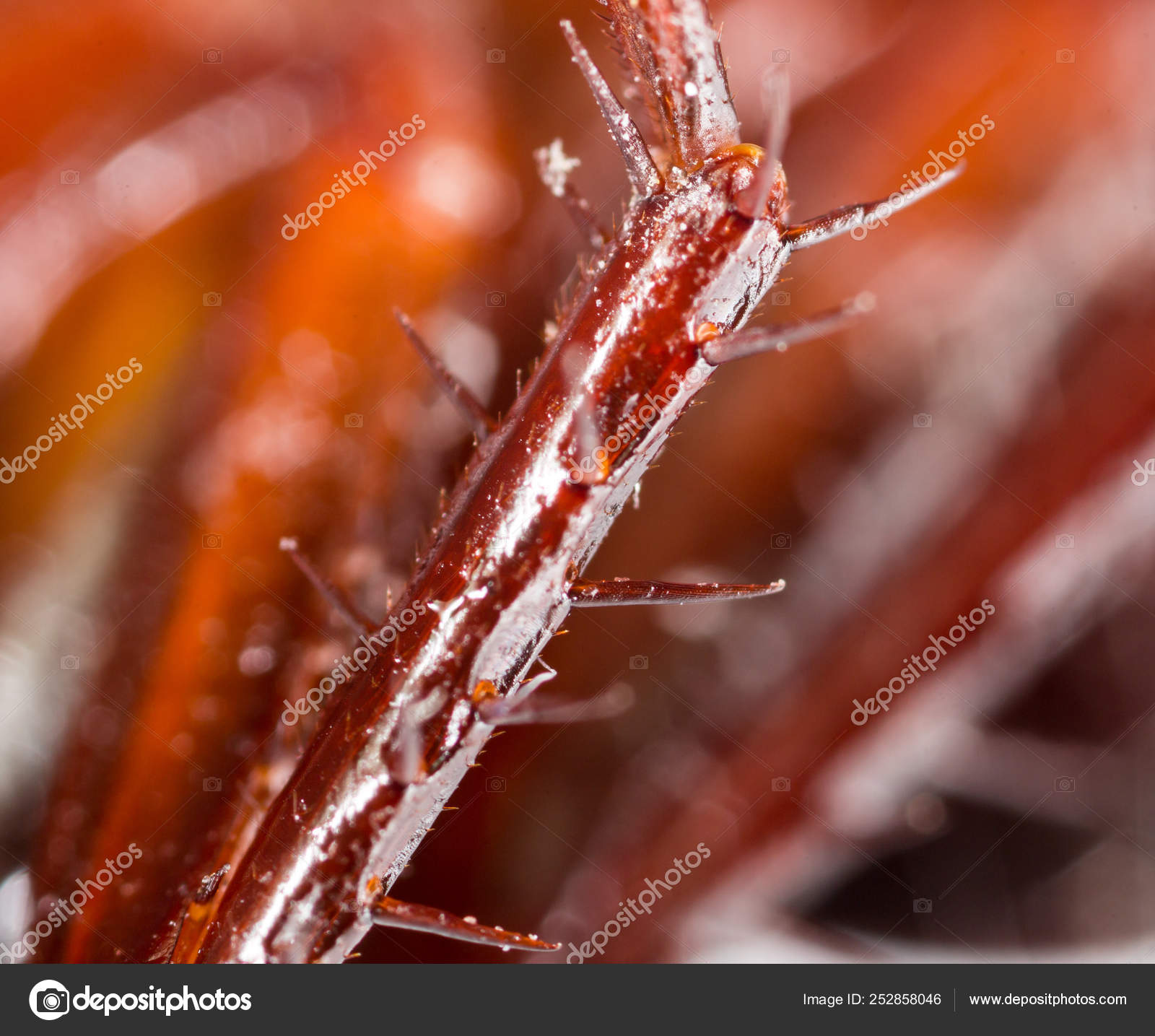 Foot cockroach with spikes. super macro — Stock Photo © schankz #252858046