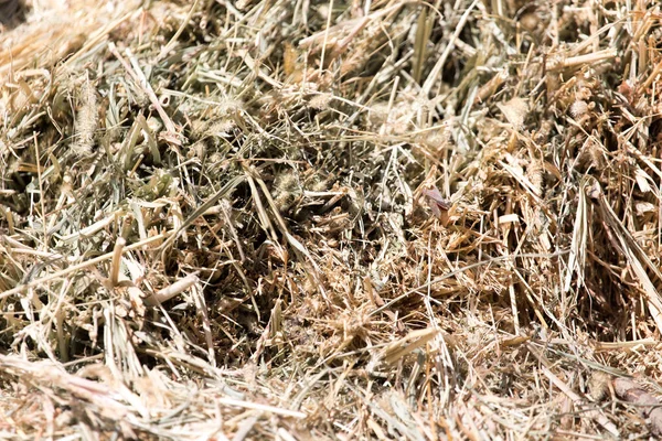 ᐈ Hay rick stock pictures, Royalty Free hay rick photos | download on ...