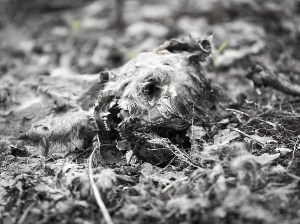 Decomposition process Stock Photos, Royalty Free Decomposition process ...