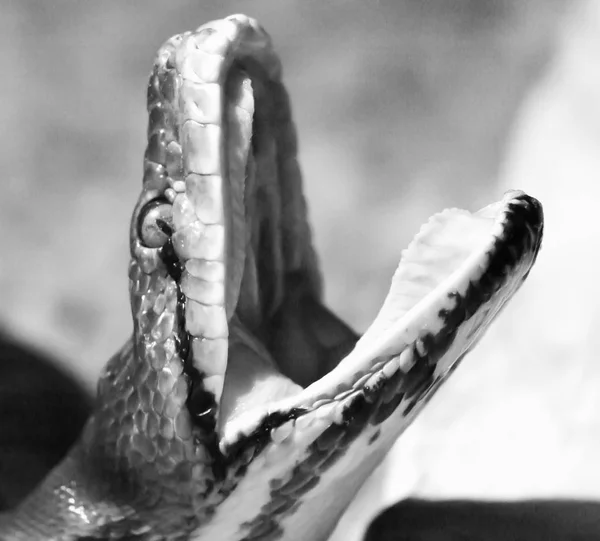 3,735 Boa constrictor Stock Photos | Free & Royalty-free Boa ...