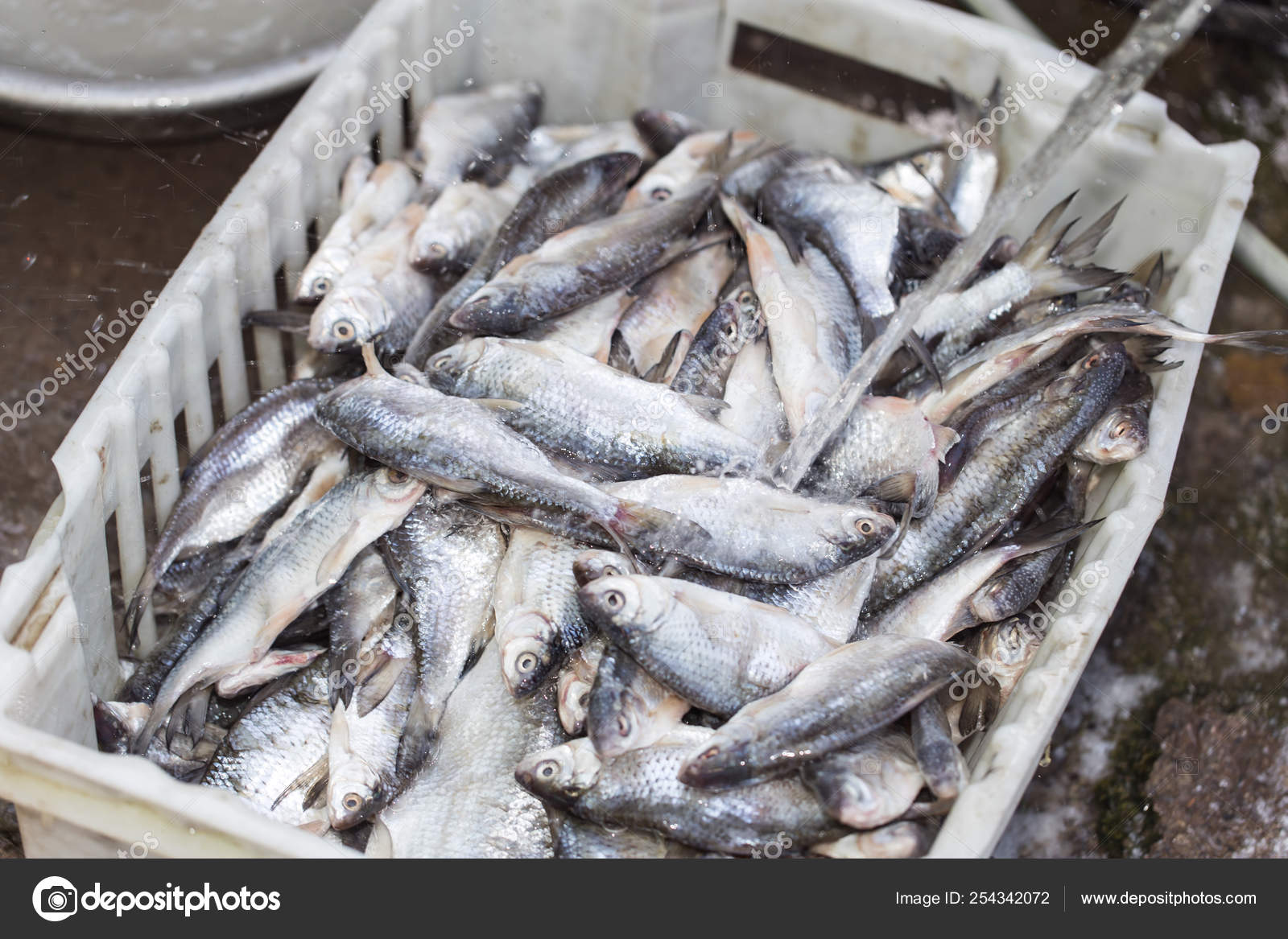 Pescado salado en salmuera como fondo — Foto de stock #254342072 © schankz