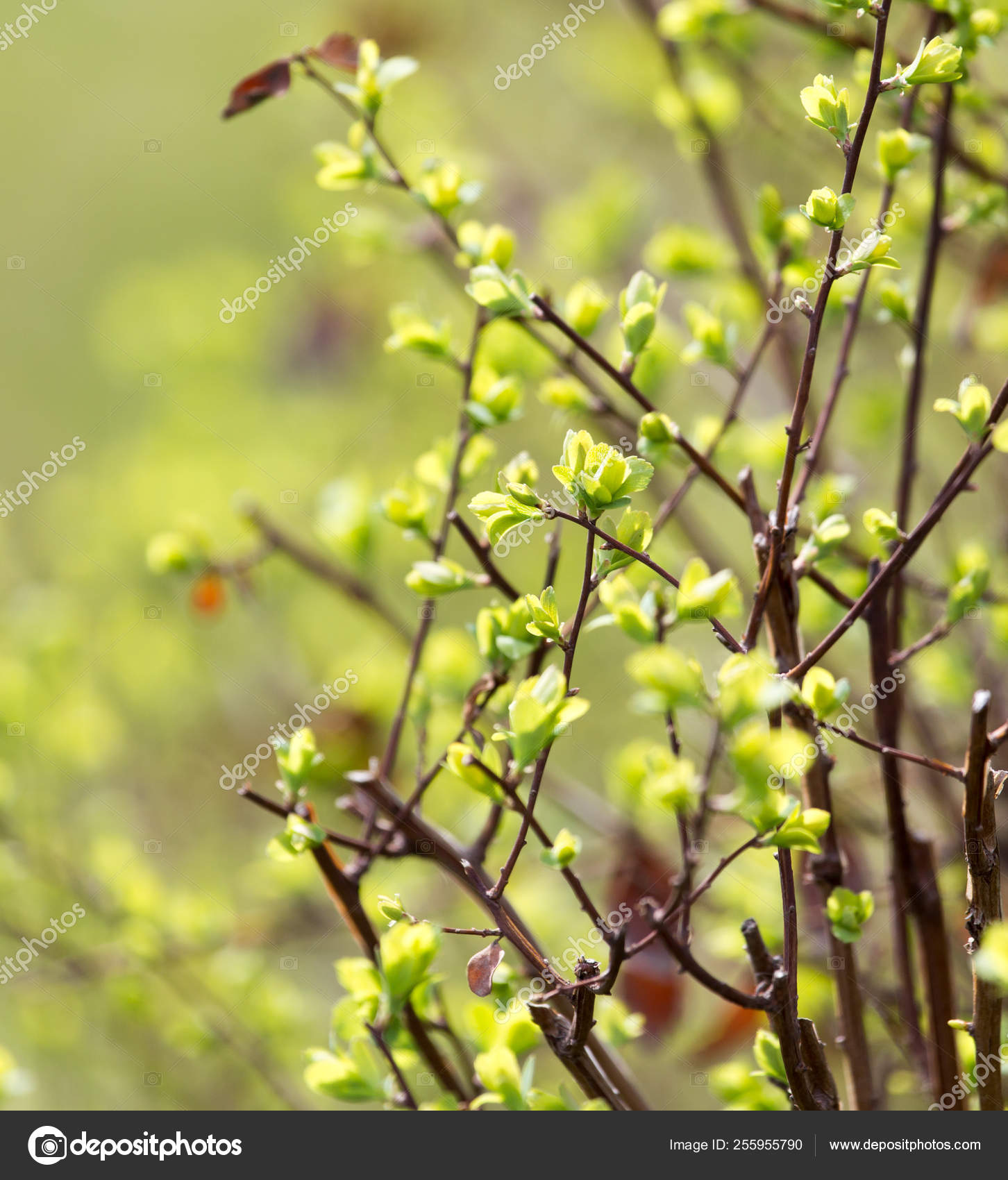 Small leaves on a tree in spring — Stock Photo © schankz #255955790