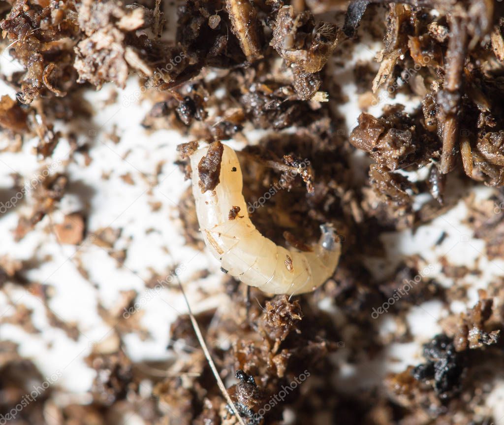 larvas de mosca blanca en el suelo. macro 2023