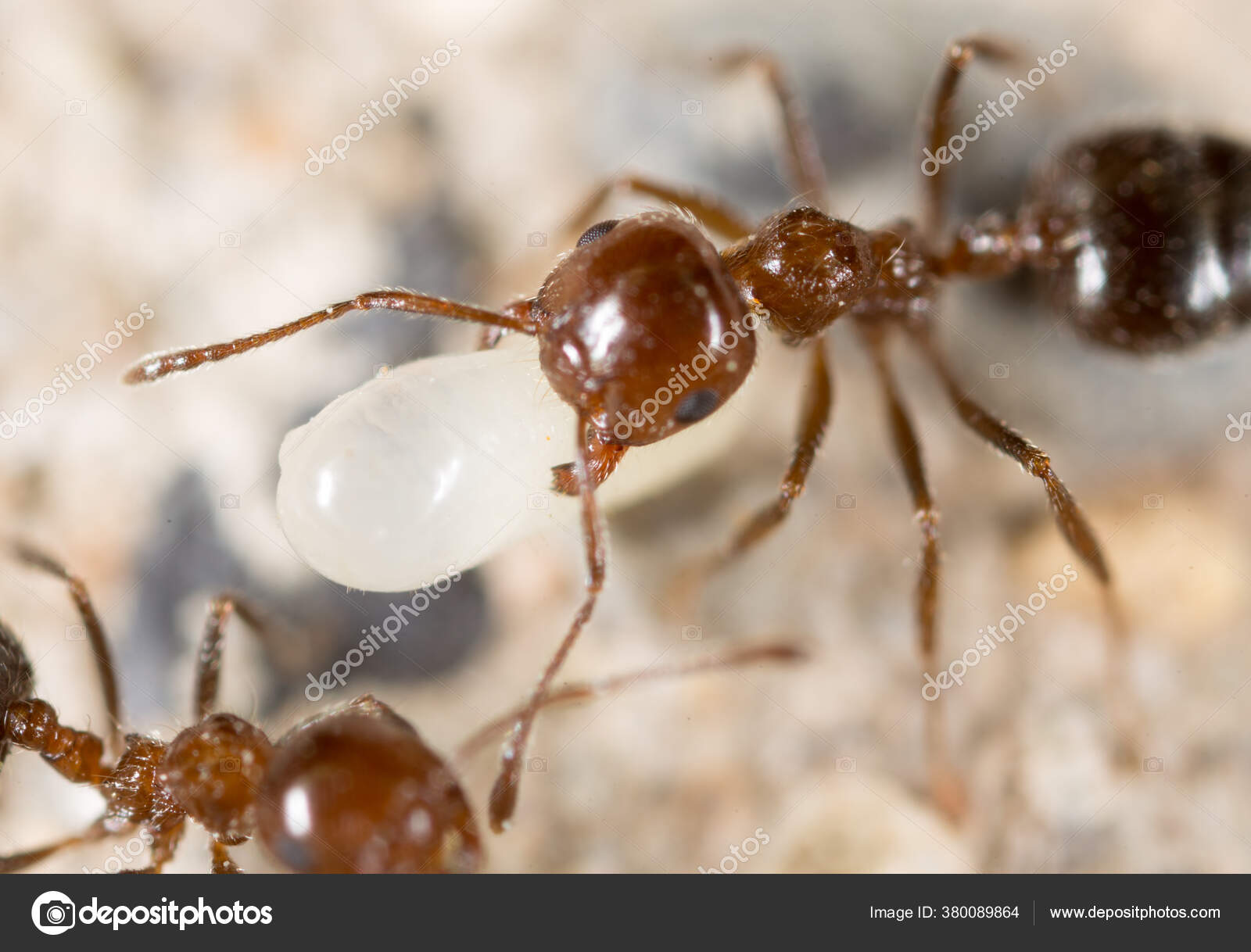 Little Ant Nature Super Macro Park Nature — Stock Photo © schankz ...