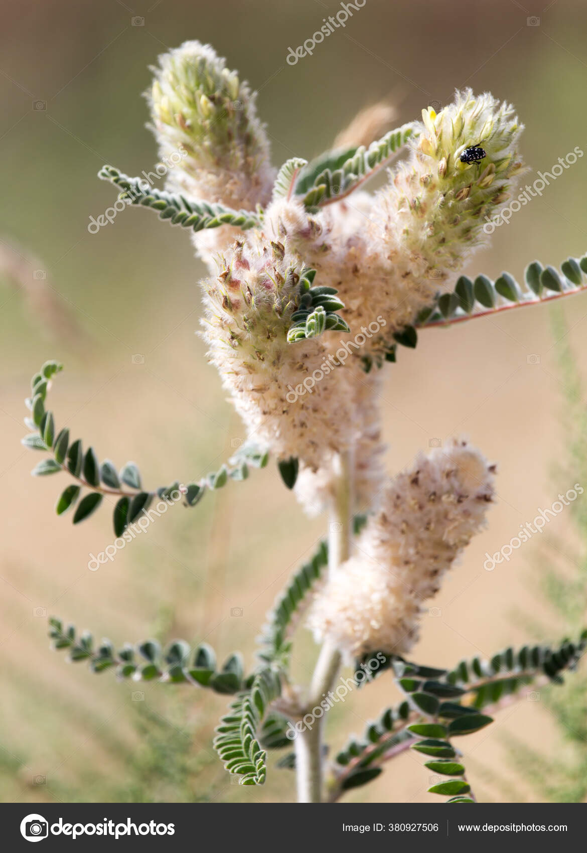 Fluffy Plant Nature Park Nature — Stock Photo © schankz #380927506