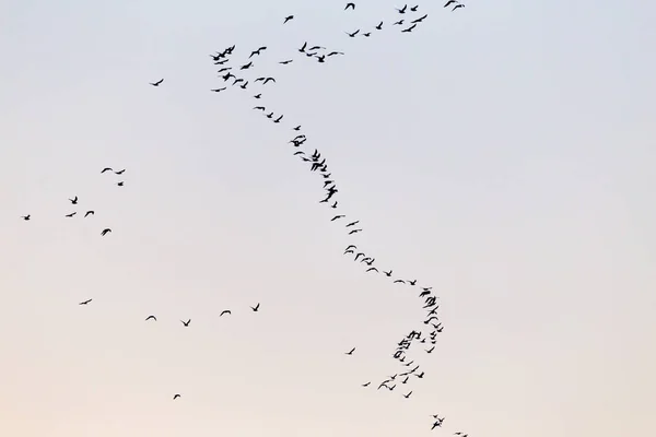 Birds silhouettes Stock Photos, Royalty Free Birds silhouettes Images ...