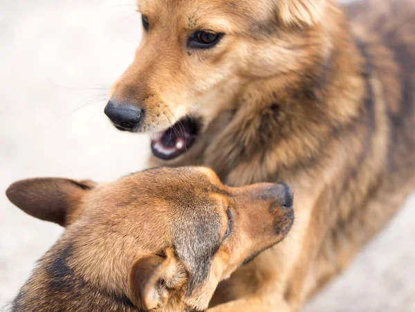 Dos perros peleando fotos de stock, imágenes de Dos perros peleando sin ...