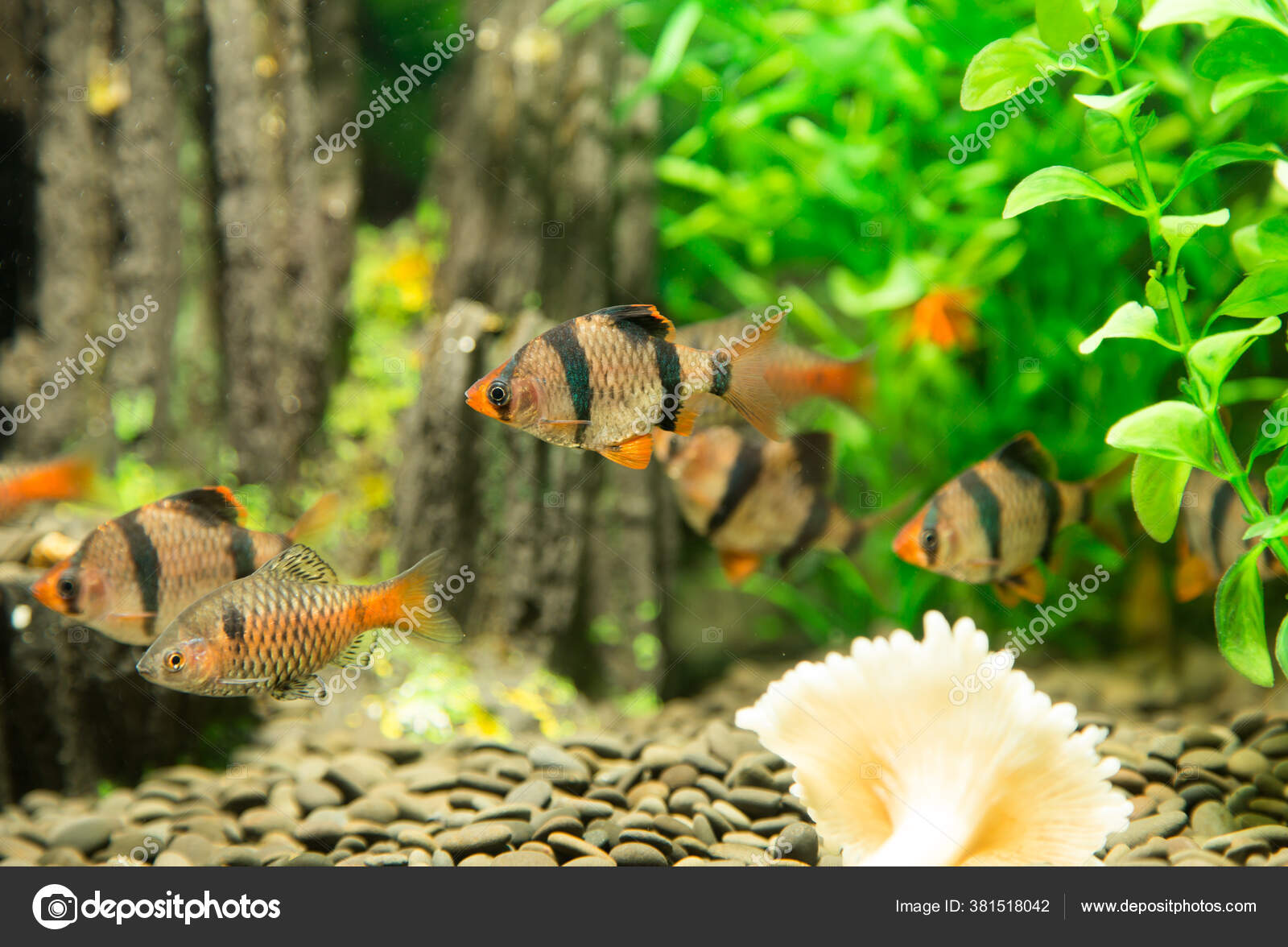 Fish Aquarium Park Nature — Stock Photo © schankz #381518042