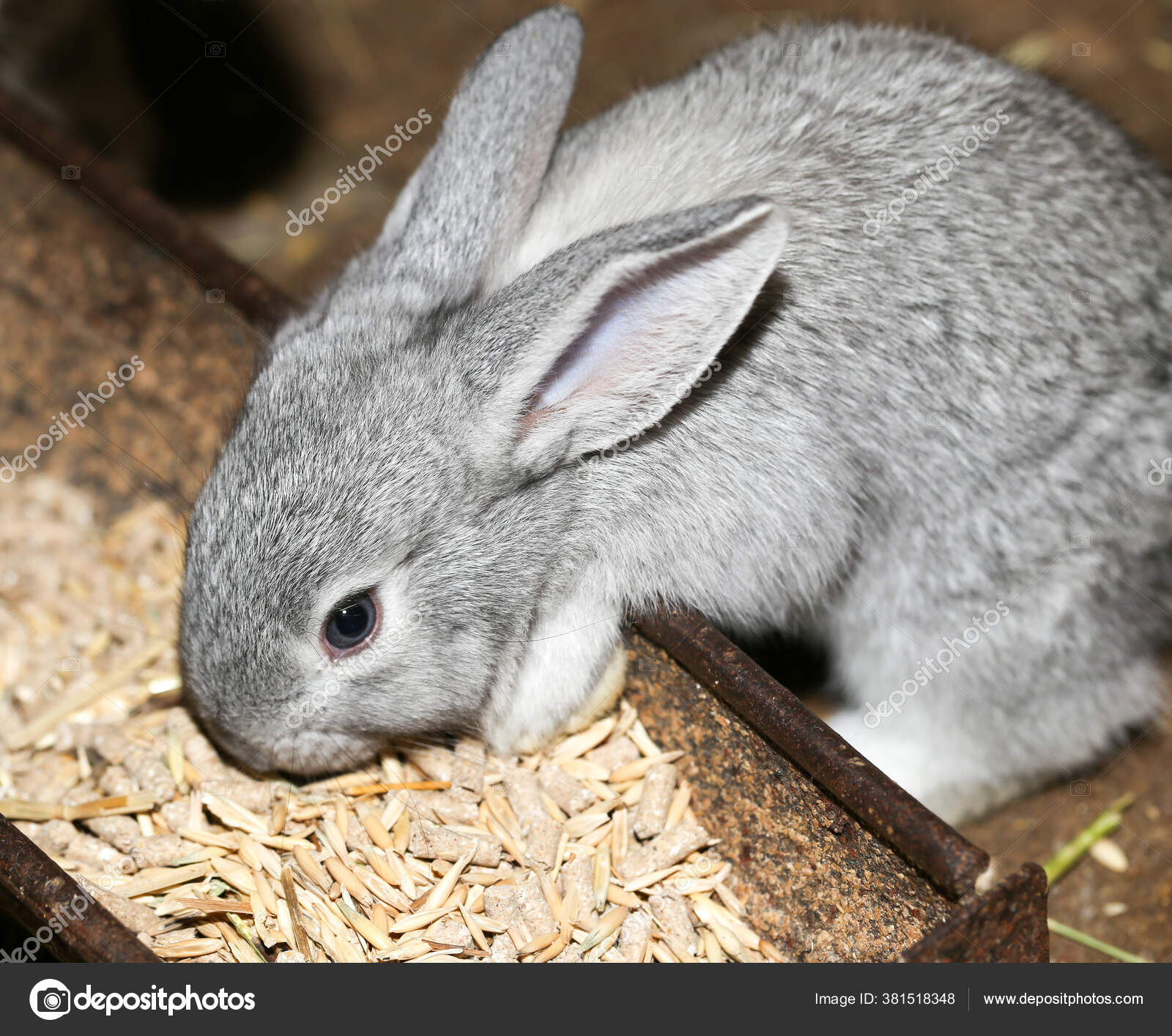 Beautiful Rabbit Farm Park Nature — Stock Photo © schankz #381518348