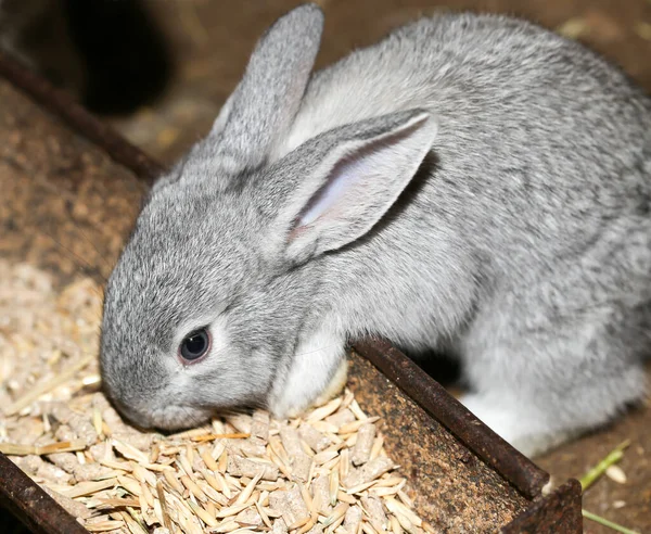 Standard Chinchilla Rabbit Babies