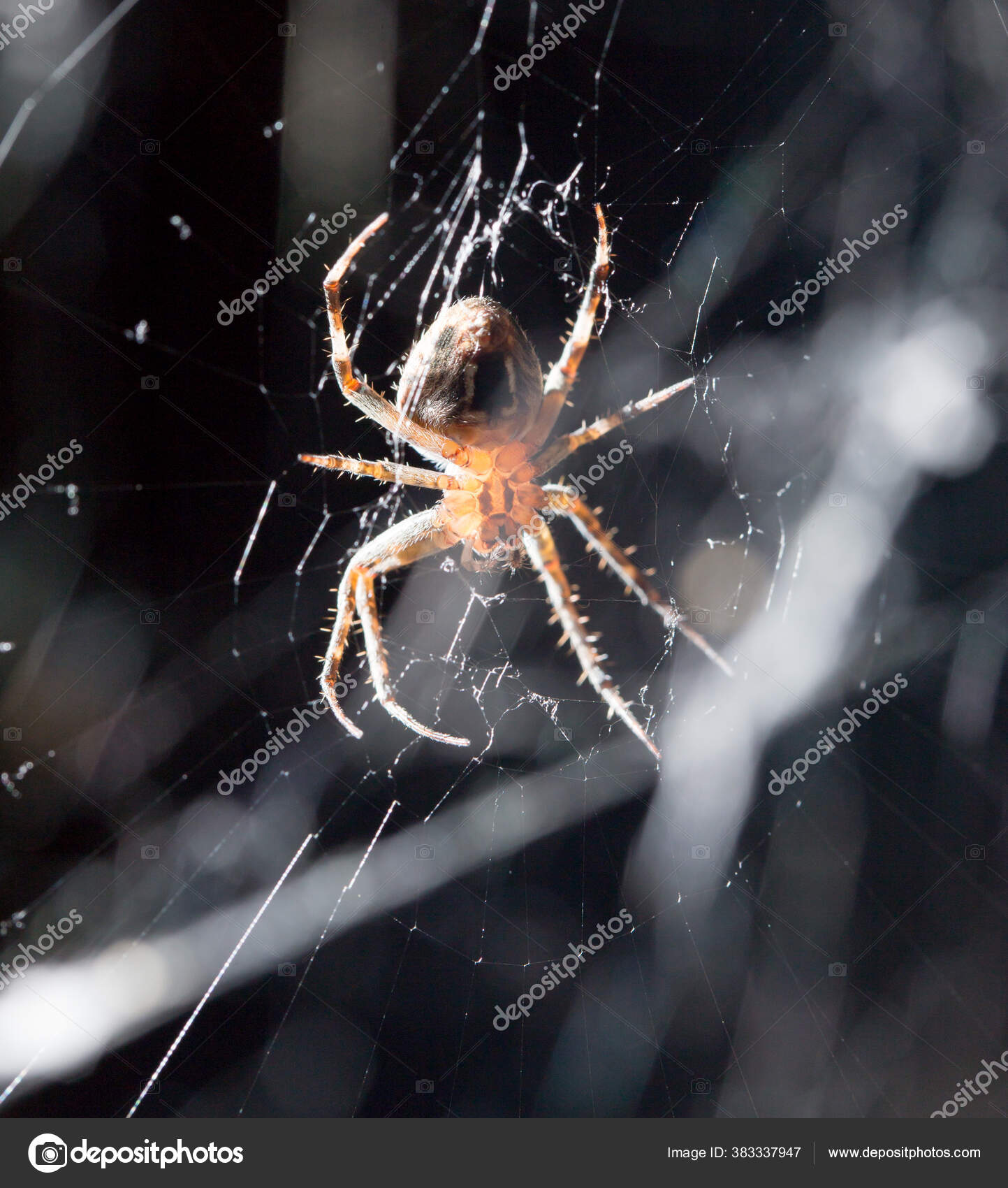 Spider Web Macro Park Nature — Stock Photo © schankz #383337947